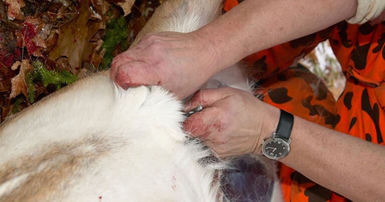 How to Gut a Deer (step-by-step guide) | Tools & Order of Cuts to Make