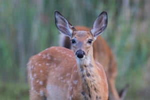 Do Deer Have Whiskers? (and if so, why do they have them) - World Deer