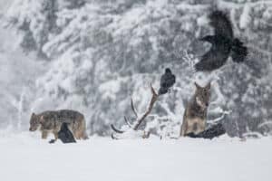 Do Wolves Eat Deer? [ANSWERED] - World Deer
