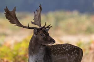 Melanistic Deer (what are they, how rare are they, what do they look like?)