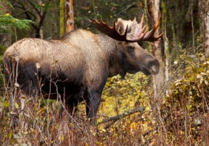 Elk vs Moose Comparison (what are the differences?) - World Deer