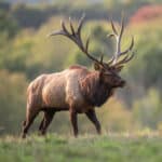 Elk vs Moose Comparison (what are the differences?) - World Deer
