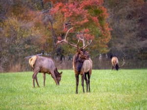 Elk (Wapiti) Information | History & Facts About Elk - World Deer