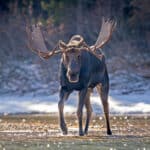 Elk vs Moose Comparison (what are the differences?) - World Deer