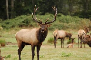 Elk (Wapiti) Information | History & Facts About Elk - World Deer