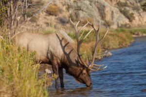 Elk (Wapiti) Information | History & Facts About Elk - World Deer