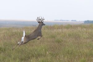 Deer Age Chart - How to Age Bucks on the Hoof - World Deer
