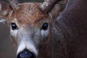 Deer Age Chart - How to Age Bucks on the Hoof - World Deer