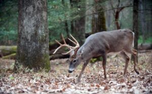 Deer Age Chart - How to Age Bucks on the Hoof - World Deer