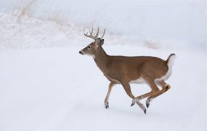 Deer Movement Patterns & Behavioral Habits (what we know)