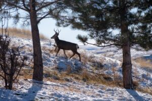 Deer Movement Patterns & Behavioral Habits (what we know)