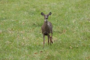 Why Do Deer Stomp Their Feet? [ANSWERED] - World Deer