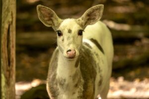 Leucistic Deer (everything there is to know about these white deer)