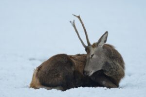Do Deer Hibernate? [ANSWERED] - World Deer