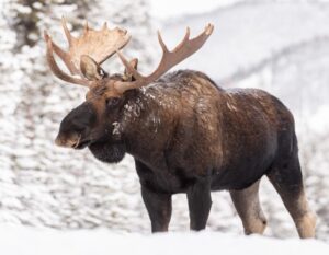 Moose vs Caribou Comparison (key differences explained)