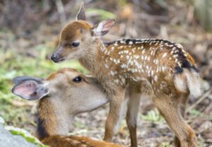 Is Bambi a Boy or a Girl Deer? (+ more about the story of Bambi)