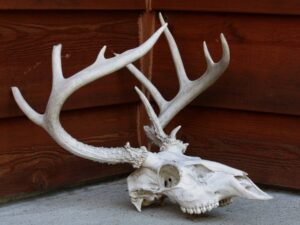 How to Bleach a Deer Skull (complete step-by-step guide) - World Deer