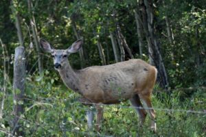 Mange on Deer (causes, symptoms and treatment of deer mange)