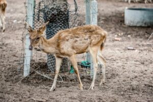 Mange on Deer (causes, symptoms and treatment of deer mange)