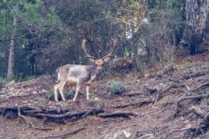 Deer Parasites - A Complete Guide on the Parasites Deer Can Contract