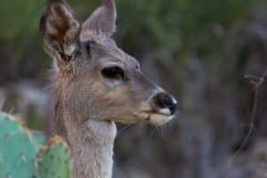 Coues Deer Facts & Information (subspecies of White Tailed Deer)