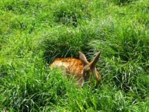 Tracking Deer [Our Ultimate Guide] - World Deer