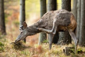 Deer Parasites - A Complete Guide on the Parasites Deer Can Contract
