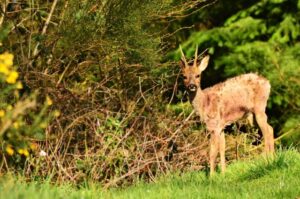 Mange on Deer (causes, symptoms and treatment of deer mange)