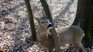 Tarsal Glands on Deer (what we know, explained) - World Deer