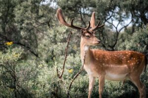 When Do Fawns Lose Their Spots? [ANSWERED] - World Deer