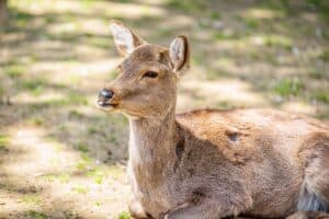 Mange on Deer (causes, symptoms and treatment of deer mange)