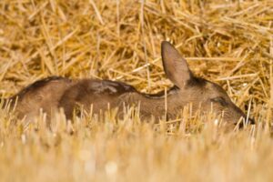 EHD in Deer (Facts About Epizootic Hemorrhagic Disease)