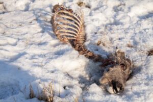 Deer Bones & Skeletal System [Comprehensive Guide] - World Deer