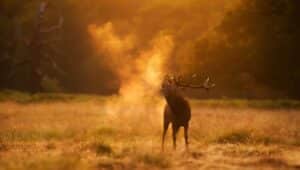 Tracking Deer [Our Ultimate Guide] - World Deer