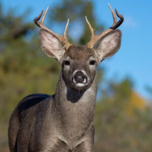 Coues Deer Facts & Information (subspecies of White Tailed Deer)