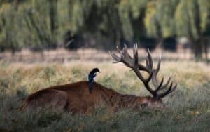 Deer Parasites - A Complete Guide on the Parasites Deer Can Contract