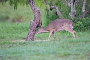 Deer Scrape & Deer Sign (how to identify & decode deer signs)