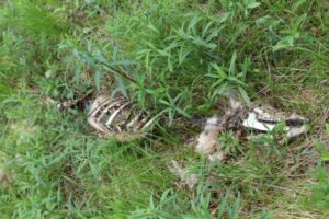 Deer Bones & Skeletal System [Comprehensive Guide] - World Deer