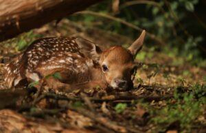 When Do Fawns Lose Their Spots? [ANSWERED] - World Deer