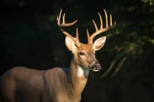 Whitetail Deer Population By State (the latest data) - World Deer