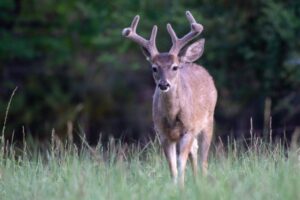 Coues Deer Facts & Information (subspecies of White Tailed Deer)