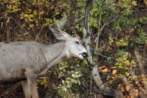 Deer Scrape & Deer Sign (how to identify & decode deer signs)