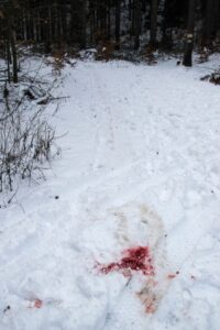 Explaining Deer Blood Color (chart included) - World Deer