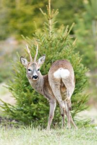 Deer Shot Placement Chart (where to shoot based on your position)