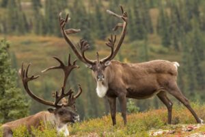 Caribou Migration (everything to know about this incredible journey)