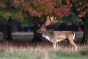 Irish Elk Information, History & Facts | Meet This Monster Deer - World ...