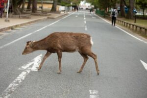 What To Do If You Hit A Deer? (3 things to do right away) - World Deer