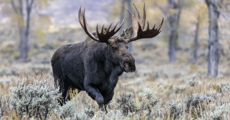 Moose Size Comparison (how much bigger than other big deer?)