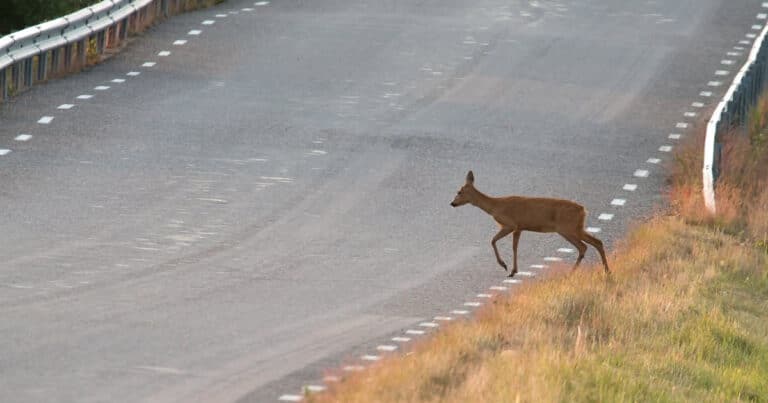 Deer Collisions by State [Full List] - World Deer