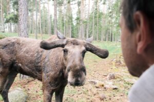 Moose Size Comparison (how much bigger than other big deer?)